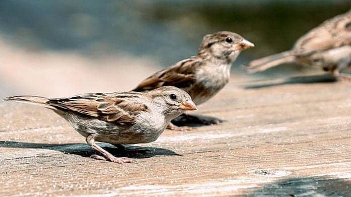 What Do Sparrows Eat? | Sparrows Diet By Types | What Eats Sparrows?