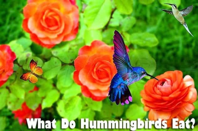 What Do Hummingbirds Eat? | Hummingbirds Diet By Types | BioExplorer