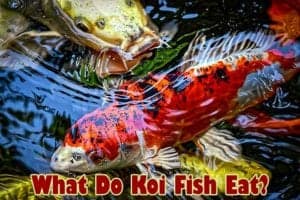 What Do Koi Fish Eat? | Koi Fish Diet By Types | What Eats Koi Fish?