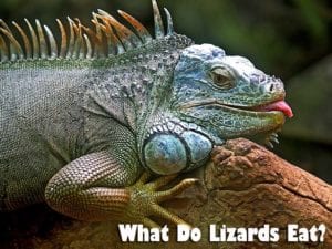 What Do Lizards Eat? | Lizard Diets By Types | BiioExplorer