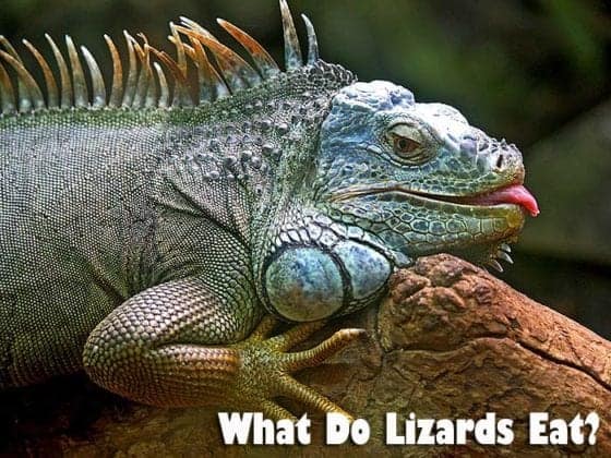 What Do Lizards Eat? | Lizard Diets By Types | BiioExplorer