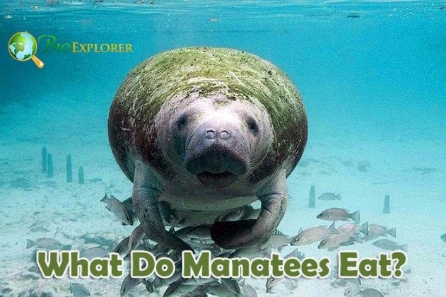 What Do Manatees Eat? | Manatees Diet By Types | What Eats Manatees?
