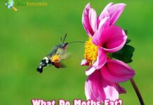 Do Insects Have Hearts? | Insect Blood | Hemolymph | Bio Explorer