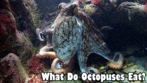 What Do Octopuses Eat? | Octopus Diet By Types | Biology Explorer
