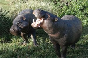 What Do Hippos Eat? | Hippos Diet By Types | What Eats Hippos?