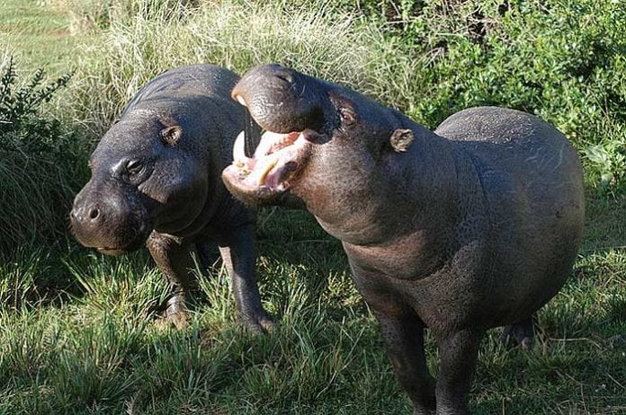 What Do Hippos Eat? | Hippos Diet By Types | What Eats Hippos?