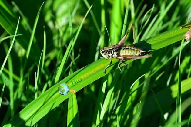 What Do Crickets Eat? | Cricket Diet By Types | What Eats Crickets?