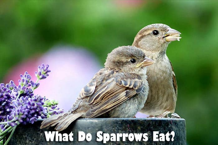 What Do Sparrows Eat? | Sparrows Diet By Types | What Eats Sparrows?