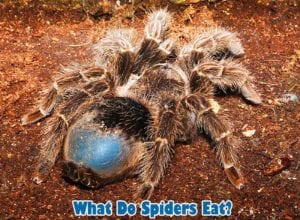 What Do Spiders Eat? | Spiders Diet By Types | What Eats Spider?