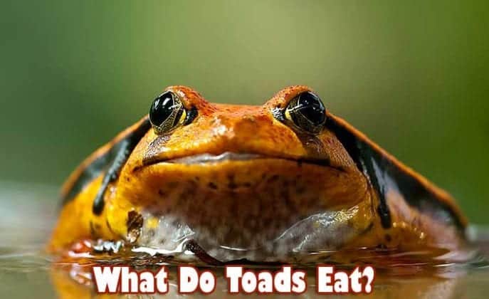 What Do Toads Eat? | Toads Diet By Types | What Eats Toads?