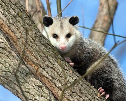 What Do Opossums Eat? | Opossums Diet By Types | Biology Explorer