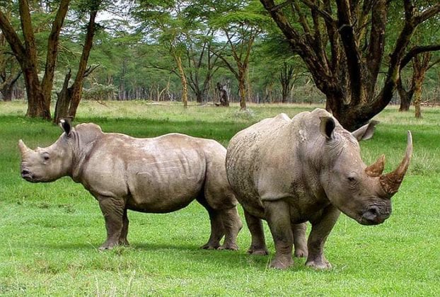 What Do Rhinos Eat Rhinos Diet By Types What Eats Rhinos