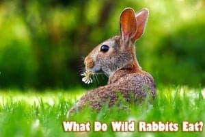 What Do Wild Rabbits Eat? | Types of Wild Rabbits & Their Diets