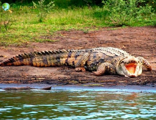 Baboons | Types of Baboons | Characteristics | Diet | Species