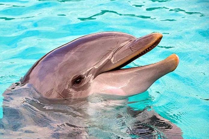 What Do Octopuses Eat? | Octopus Diet By Types | Biology Explorer