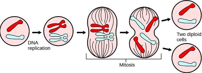 Easy Explanation of the 5 Stages of Mitosis - Fairman Aladvid