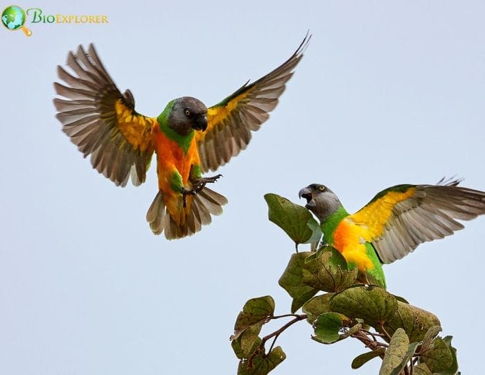 Senegal Parrot | Poicephalus Senegalus | African Bird | Facts