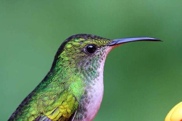 What Do Hummingbirds Eat? | Hummingbirds Diet By Types | BioExplorer