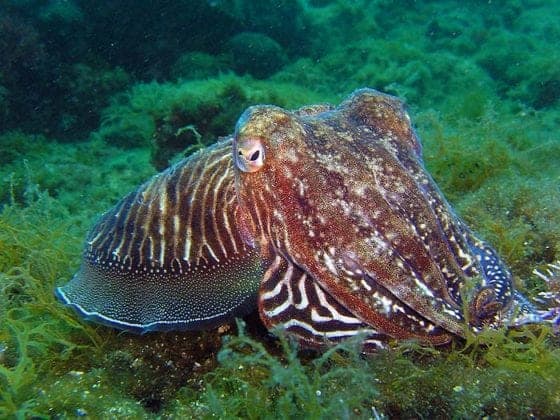 What Do Octopuses Eat? | Octopus Diet By Types | Biology Explorer