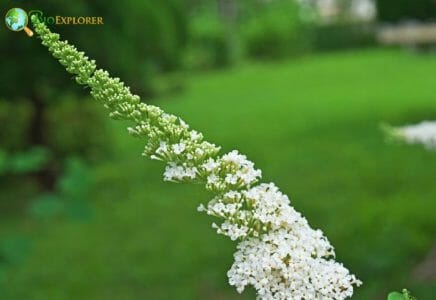 Types of Flowers | 500+ Different Kinds of Flowers with Pictures!