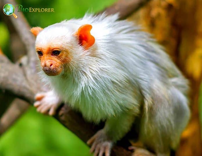 White Monkeys | Types of White Monkeys | BioExplorer