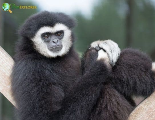 Abbott's Gray Gibbon Characteristics | Hylobates abbotti Facts
