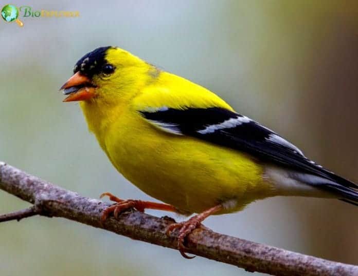 Washington Birds | Top 26 Must-See Birds of Washington State | BioExplorer