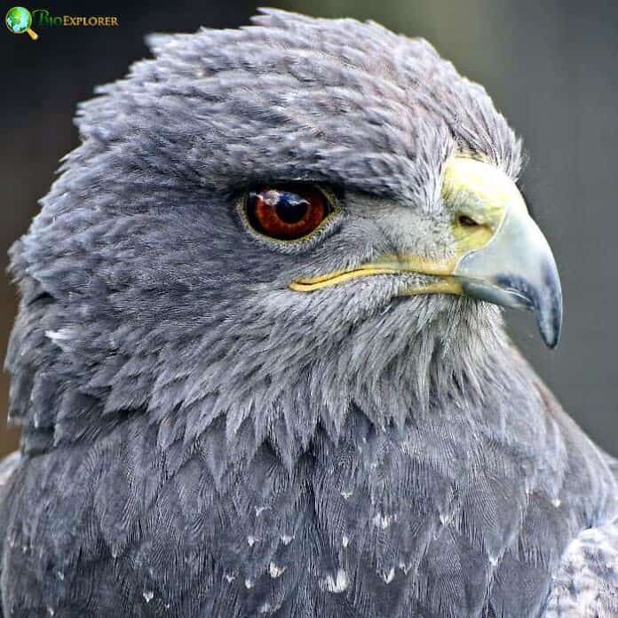 Types of Eagles | 68 Varieties of Eagles | BioExplorer