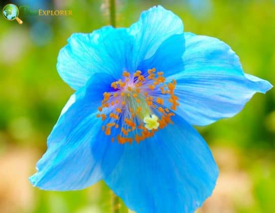 Top 43 BEST Blue Flowers | Mesmerizing Blue Blossoms | Pictures