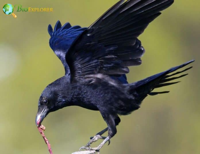 Carrion Crow | Corvus corone | Black Bird | BioExplorer