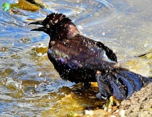 Common Grackle | Quiscalus Quiscula | Black Bird | BioExplorer