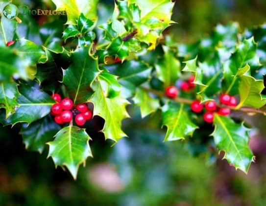 Holly Flowers | Top 21 Holly Flowers For Your Garden! | BioExplorer