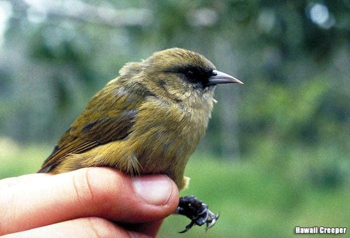 Hawaiian Birds | Native Birds of Hawaii | BioExplorer