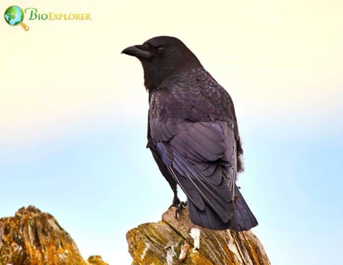Northwestern Crow | Corvus Caurinus | Black Bird | BioExplorer
