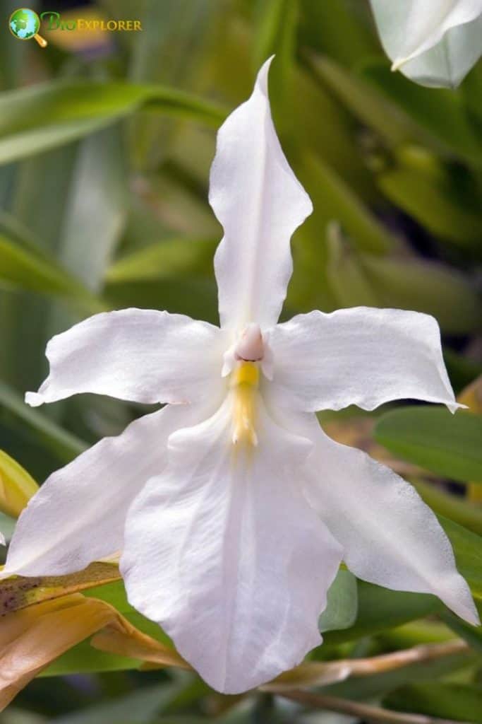 Colorful Orchids | Top 25 Must-See Vibrant Orchids | BioExplorer