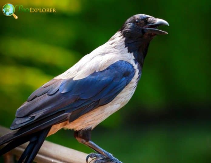 Pied Crow | Corvus Albus | Black and White Bird | BioExplorer