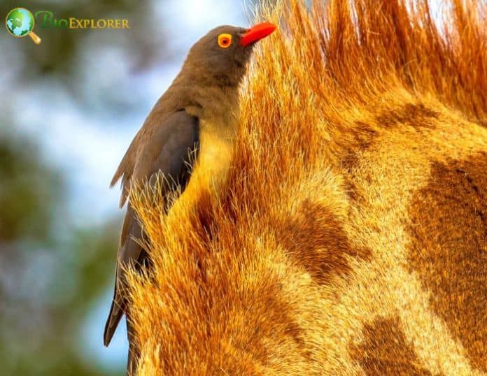 Red-billed Oxpecker | Buphagus Erythrorynchus | Black Bird