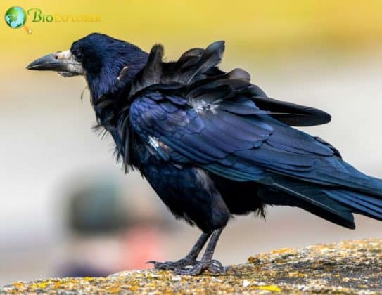Rook | Corvus Frugilegus | Black Bird | BioExplorer