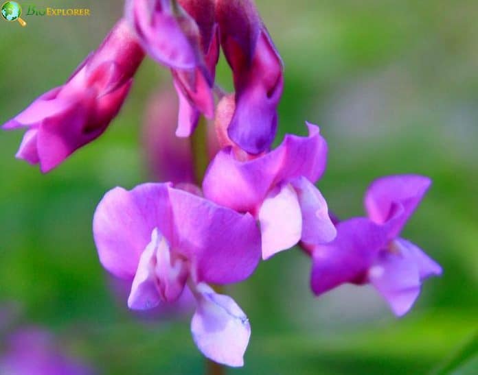 Top 25 Bicolor Flowers | Nature's Two-Toned Wonders!