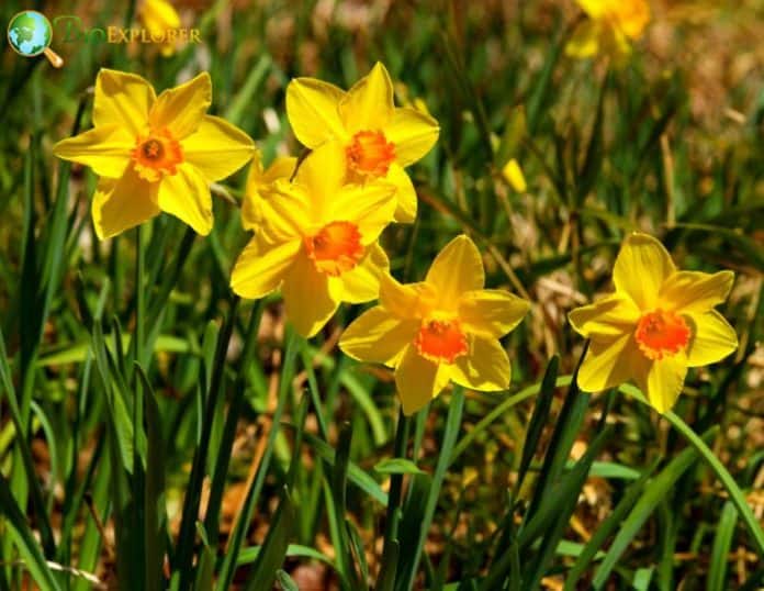 Narcissus Flowers | Top 25 Daffodil Varieties You Need To Know