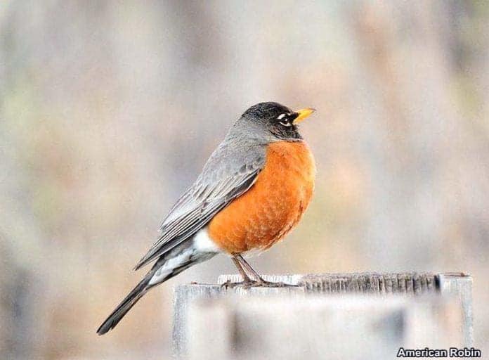 Top 15 Birds of Michigan | State Bird of Michigan | BioExplorer