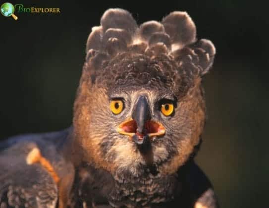 Crowned Eagle | Stephanoaetus Coronatus | BioExplorer