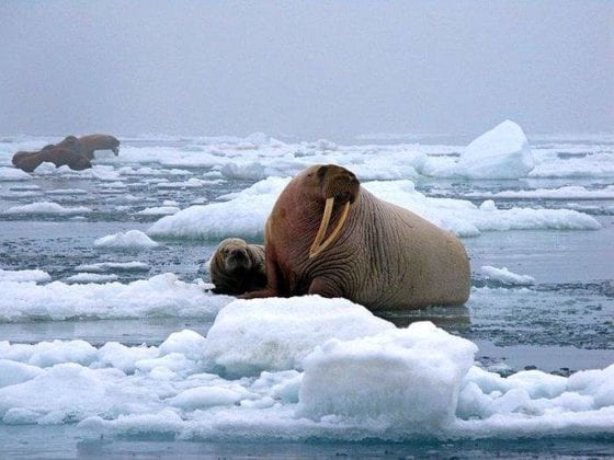 What Do Walruses Eat? | What Eats Walruses? | Walrus Diet | BioExplorer