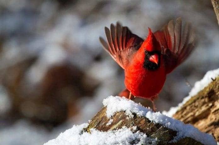 Top 15 Birds of Ohio | State Bird of Ohio | BioExplorer