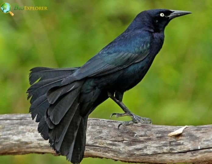 Greater Antillean Grackle | Quiscalus Niger | Black Bird | BioExplorer