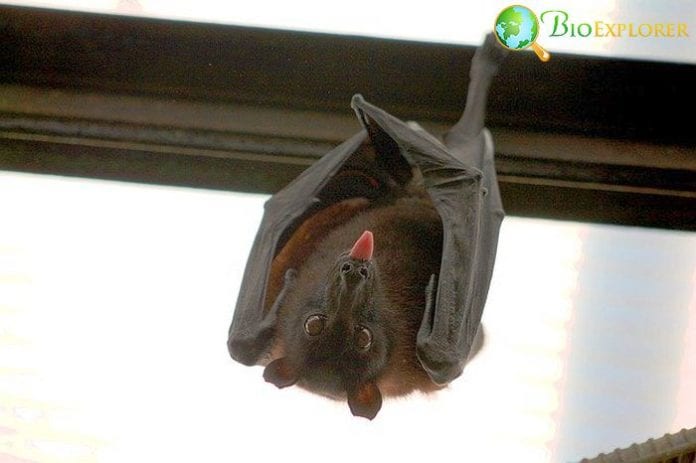 Top 16 Animals with the Best Hearing | BioExplorer.net