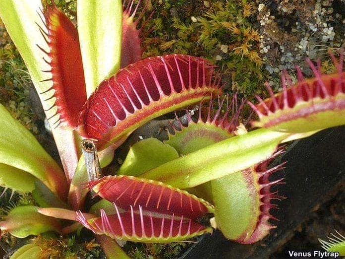 Top 25 Plants That Eat Bugs | Predator Plants | Carnivorous Plants ...