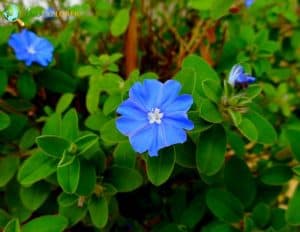 Top 43 BEST Blue Flowers | Mesmerizing Blue Blossoms | Pictures