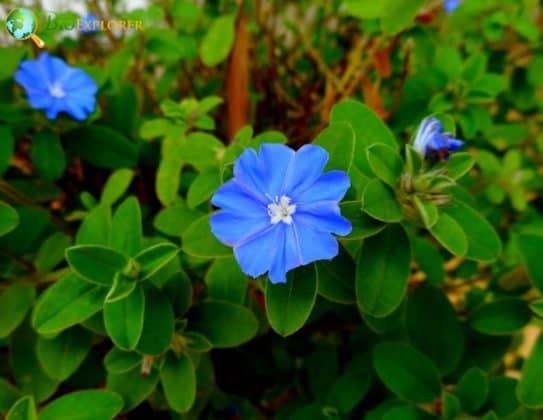 Top 43 BEST Blue Flowers | Mesmerizing Blue Blossoms | Pictures