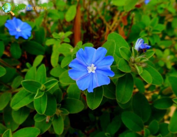 Top 43 BEST Blue Flowers | Mesmerizing Blue Blossoms | Pictures